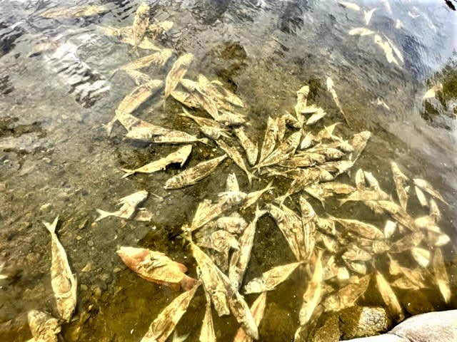 Condemnation at dumping of fish carcasses at Doon Shore – Boyle Today ...